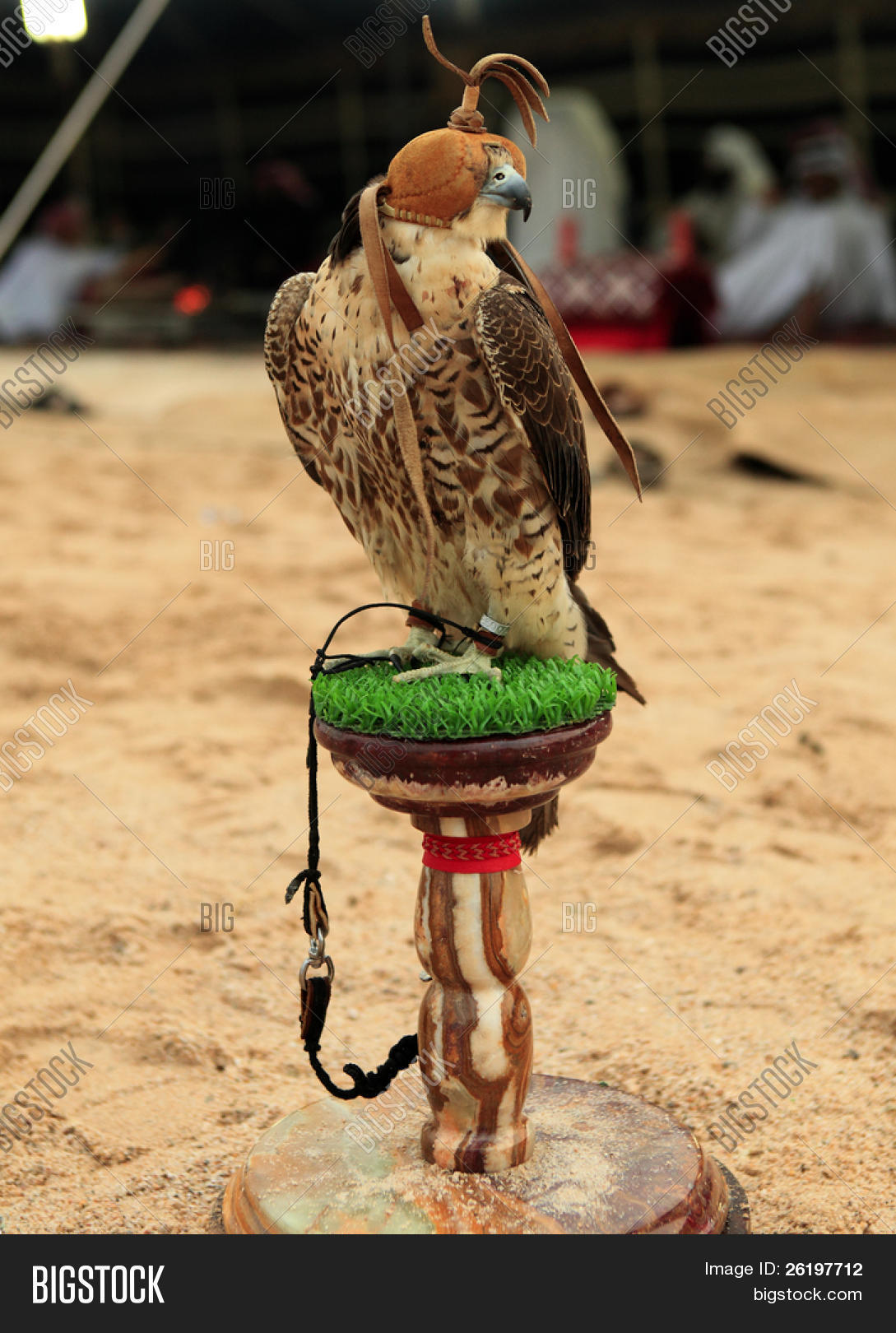 Falcon Sits On Stand Image & Photo (Free Trial) | Bigstock
