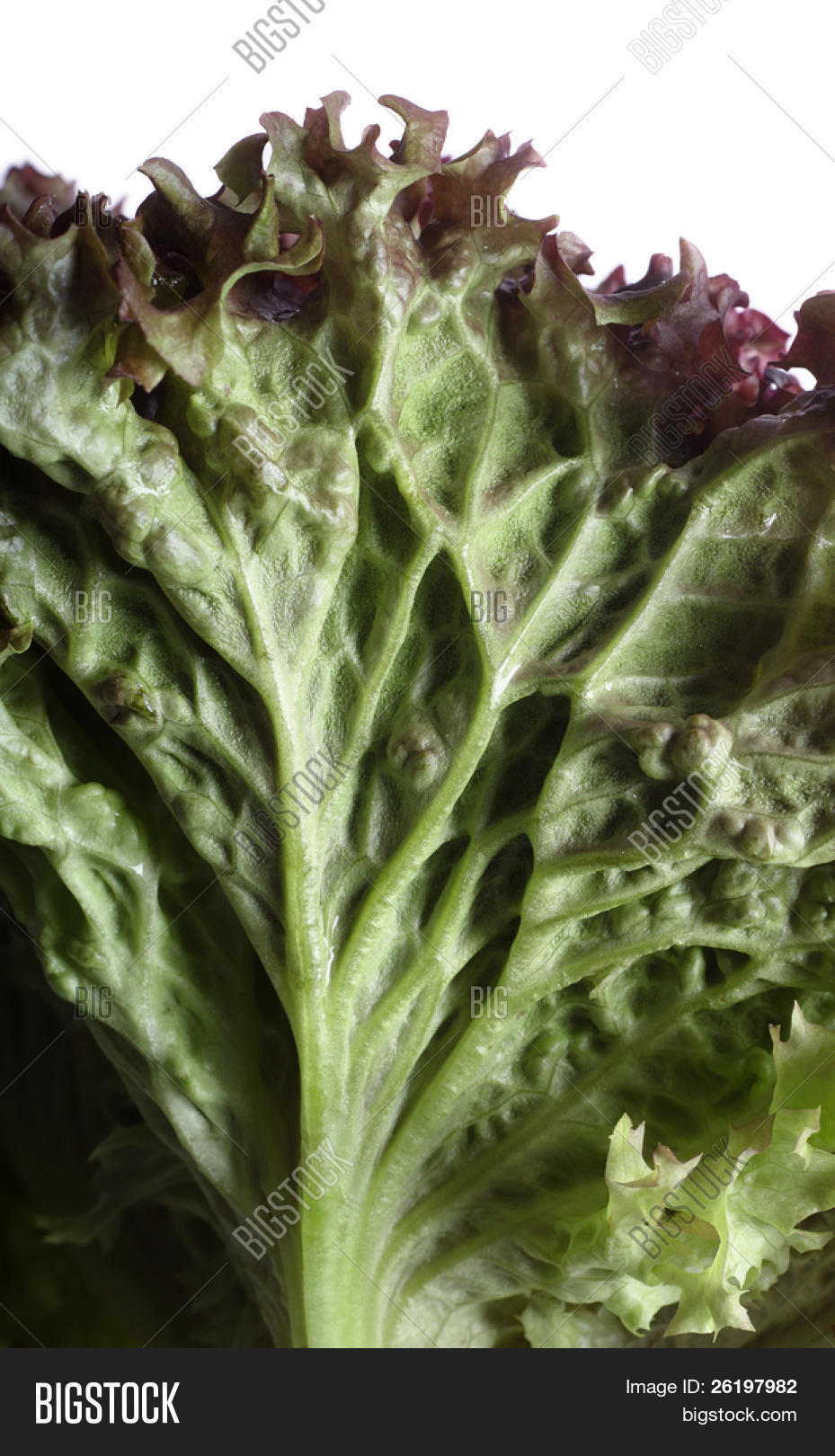 Leaf Lollo Rosso Image & Photo (Free Trial) | Bigstock