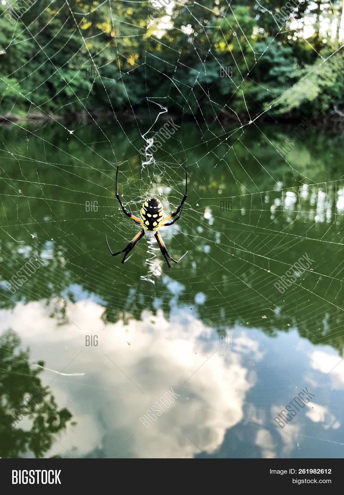 Huge Colorful Argiope Image & Photo (Free Trial) | Bigstock