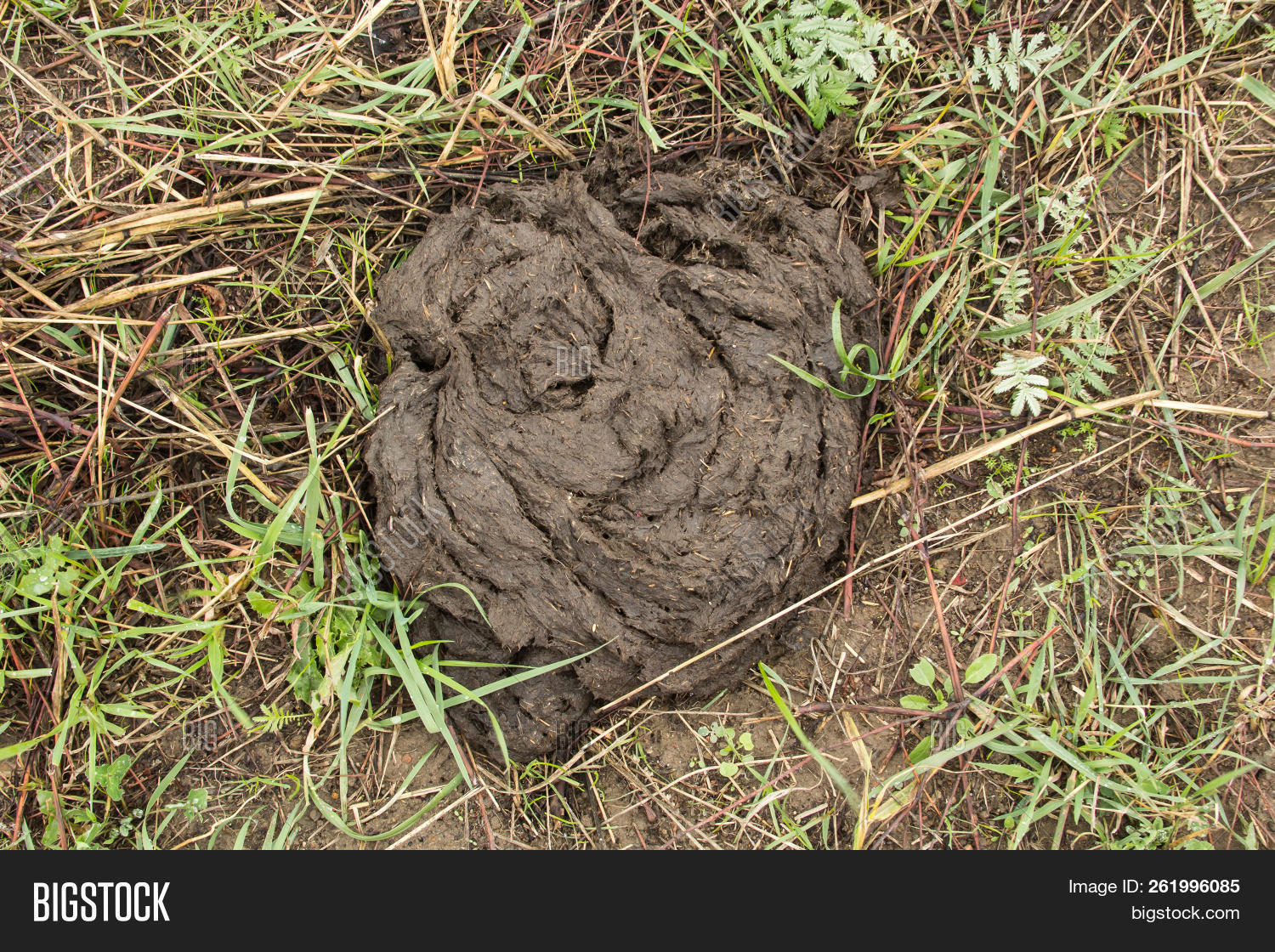 Cow Feces Fall Village Image & Photo (Free Trial) | Bigstock