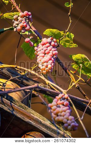 Ripe Grapes Rkatsiteli Image & Photo (Free Trial) | Bigstock