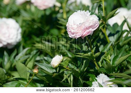 Peony Images, Illustrations & Vectors (Free) - Bigstock