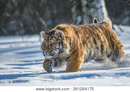 Siberian Tiger 图片和照片（免费试用） | Bigstock