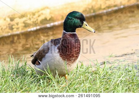Male Mallard Duck Pale Image & Photo (Free Trial) | Bigstock