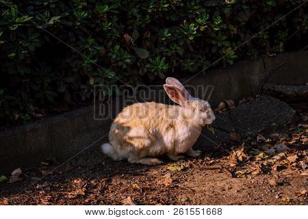 Rabbit. Beige Rabbit Image & Photo (Free Trial) | Bigstock