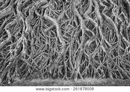 Black White Roots Tree Image & Photo (Free Trial) | Bigstock