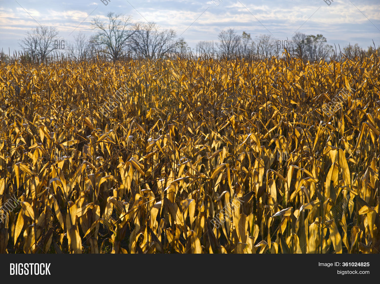 Corn Field Fall Image & Photo (Free Trial) | Bigstock