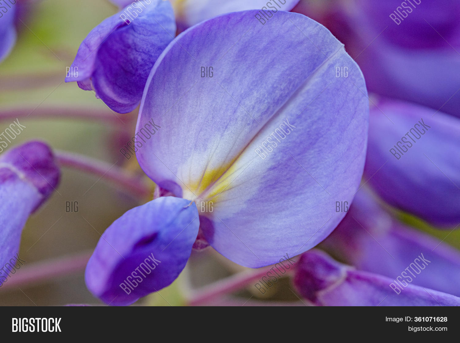 Spring Nature. Close Image & Photo (Free Trial) | Bigstock