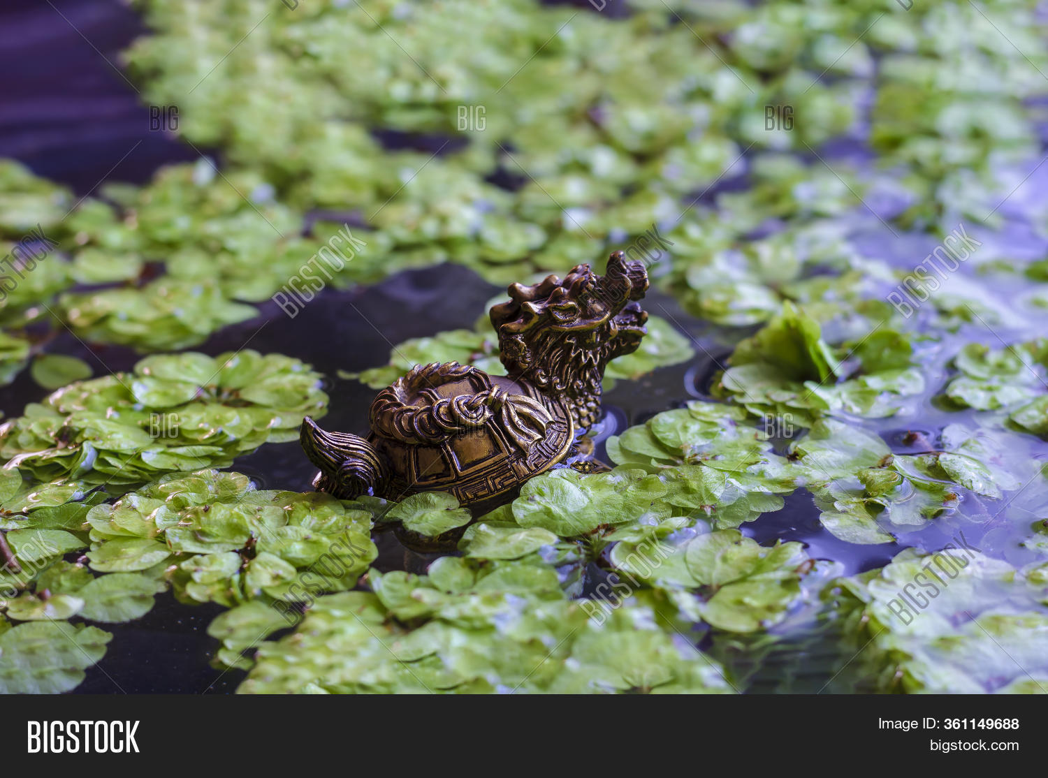 Dragon Figure Pond Image & Photo (Free Trial) | Bigstock