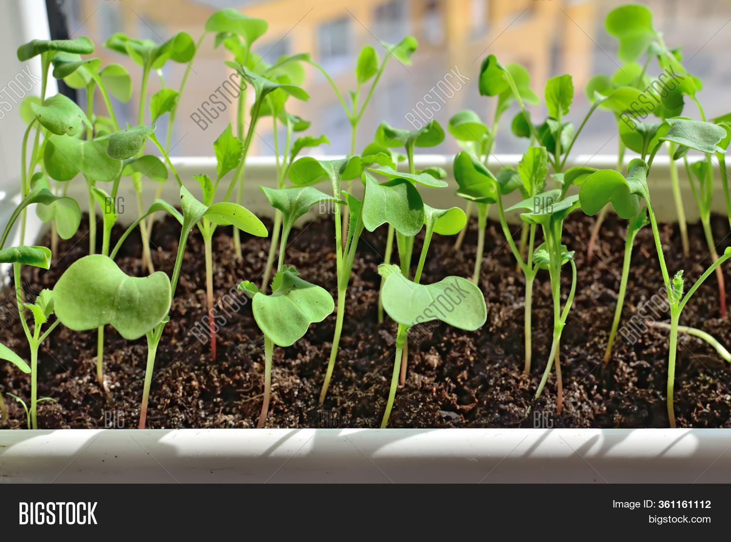 Radish Seedlings Close Image & Photo (Free Trial) | Bigstock
