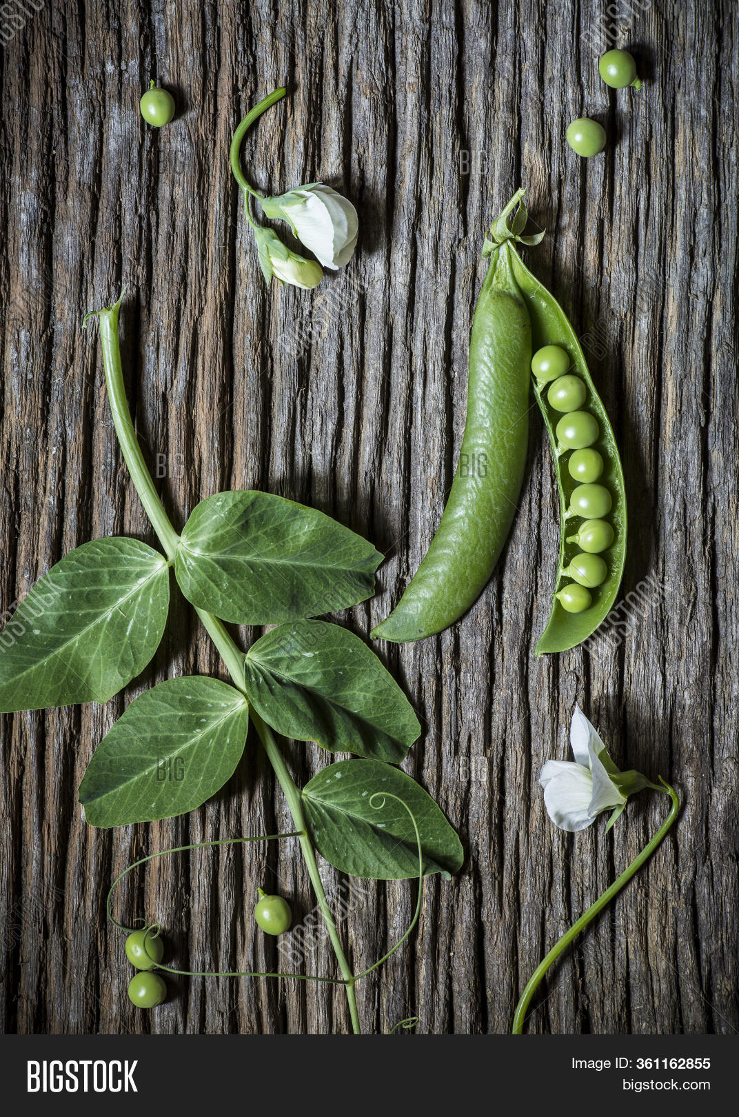 Open Pea Pod Pea Image & Photo (Free Trial) | Bigstock