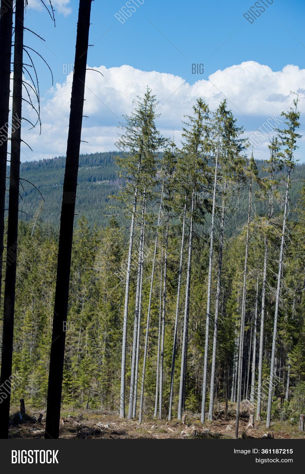 Ruined Forest Broken Image & Photo (Free Trial) | Bigstock