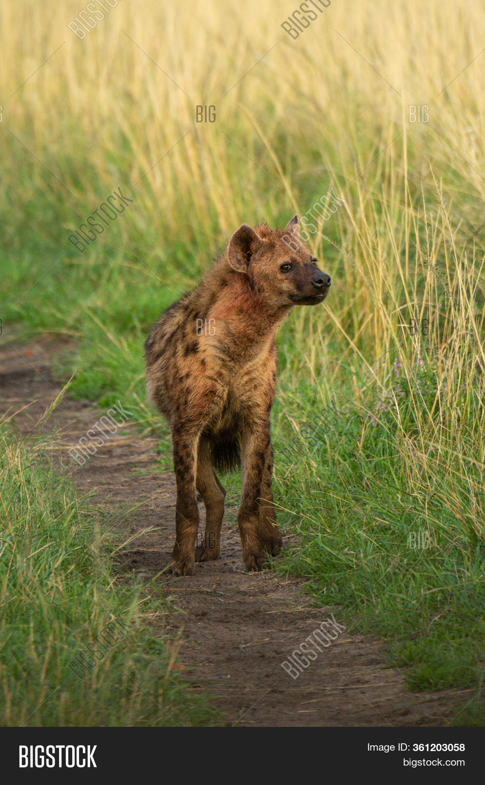 Spotted Hyena Stands Image & Photo (Free Trial) | Bigstock