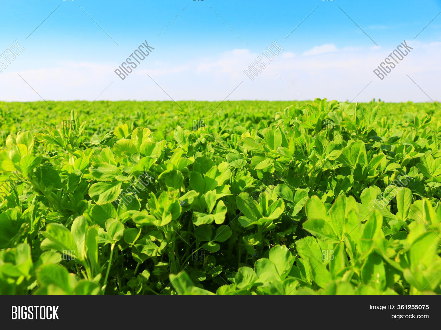 Beautiful Green Clower Image & Photo (Free Trial) | Bigstock