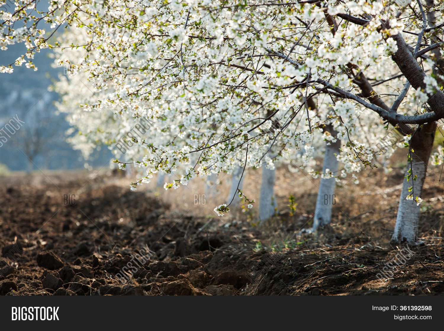 Spring Blossom Image & Photo (Free Trial) | Bigstock