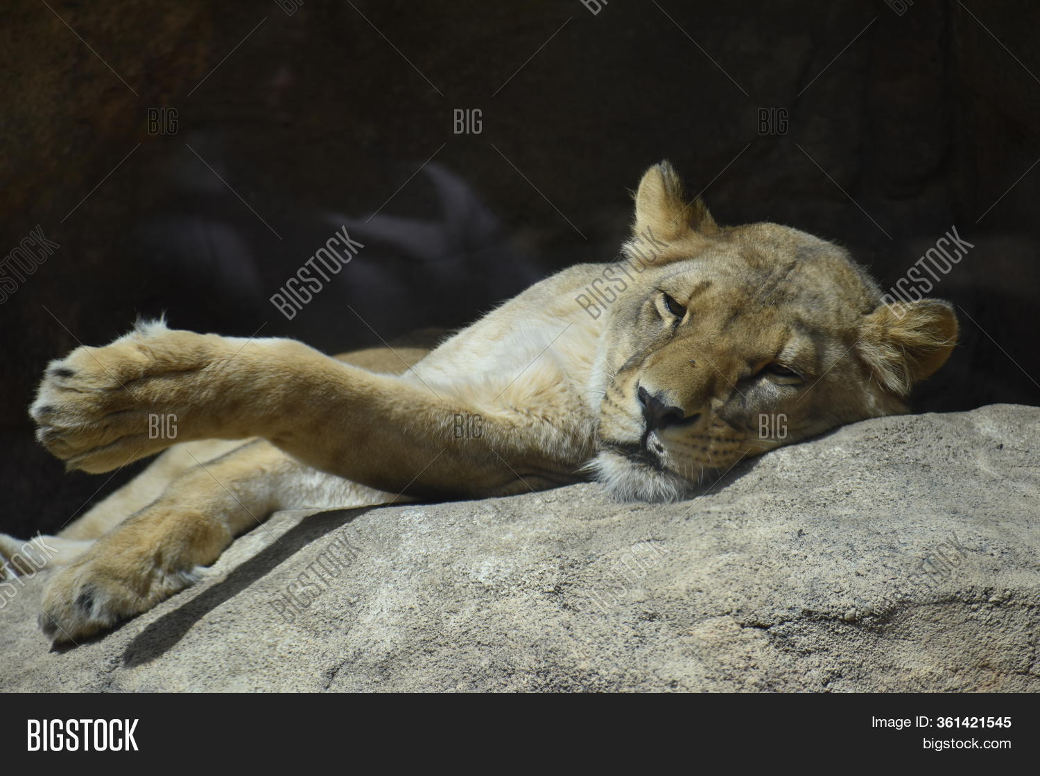 Beautiful Lioness Image & Photo (Free Trial) | Bigstock