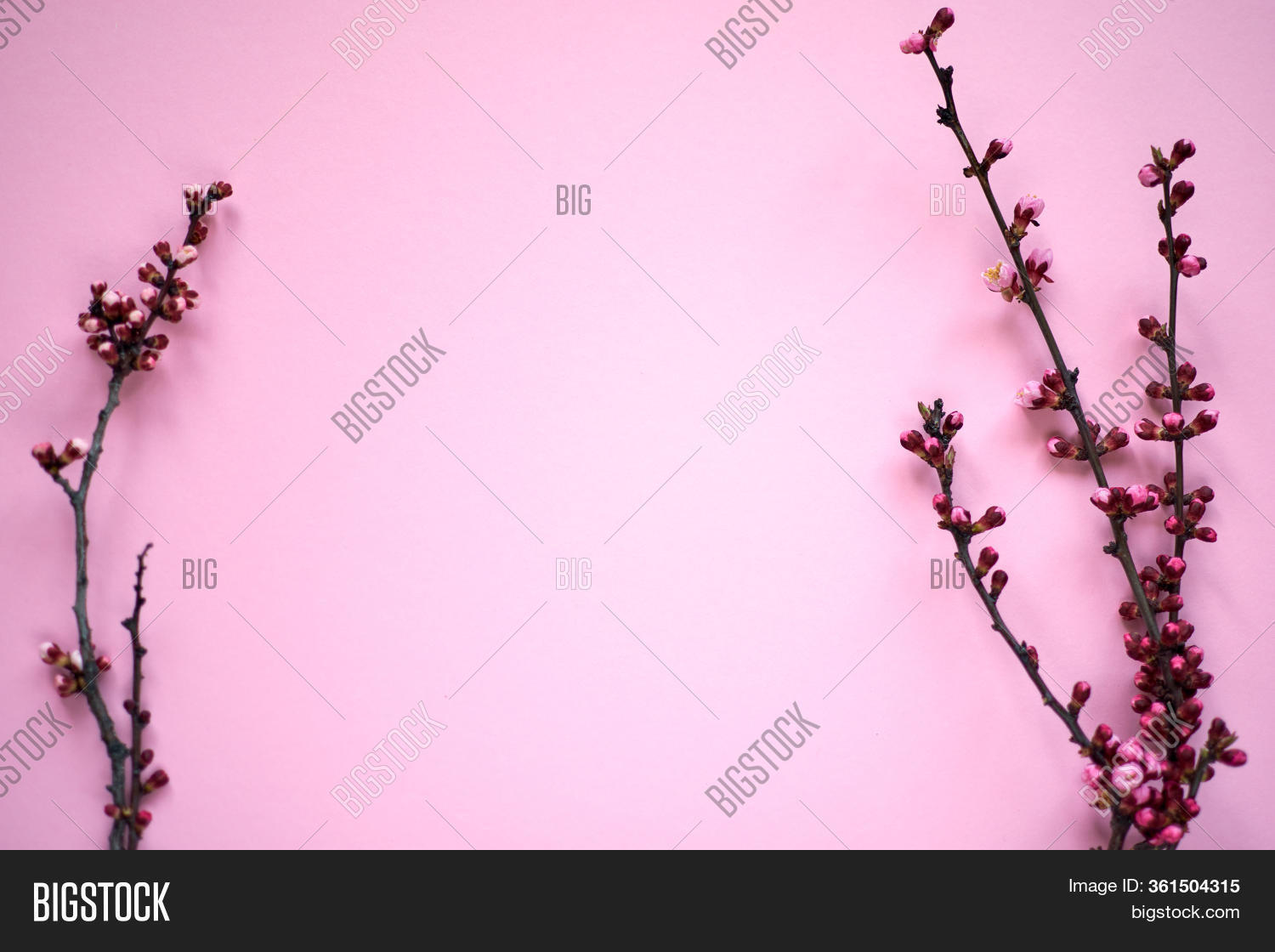 Sprig First Flower Image & Photo (Free Trial) | Bigstock