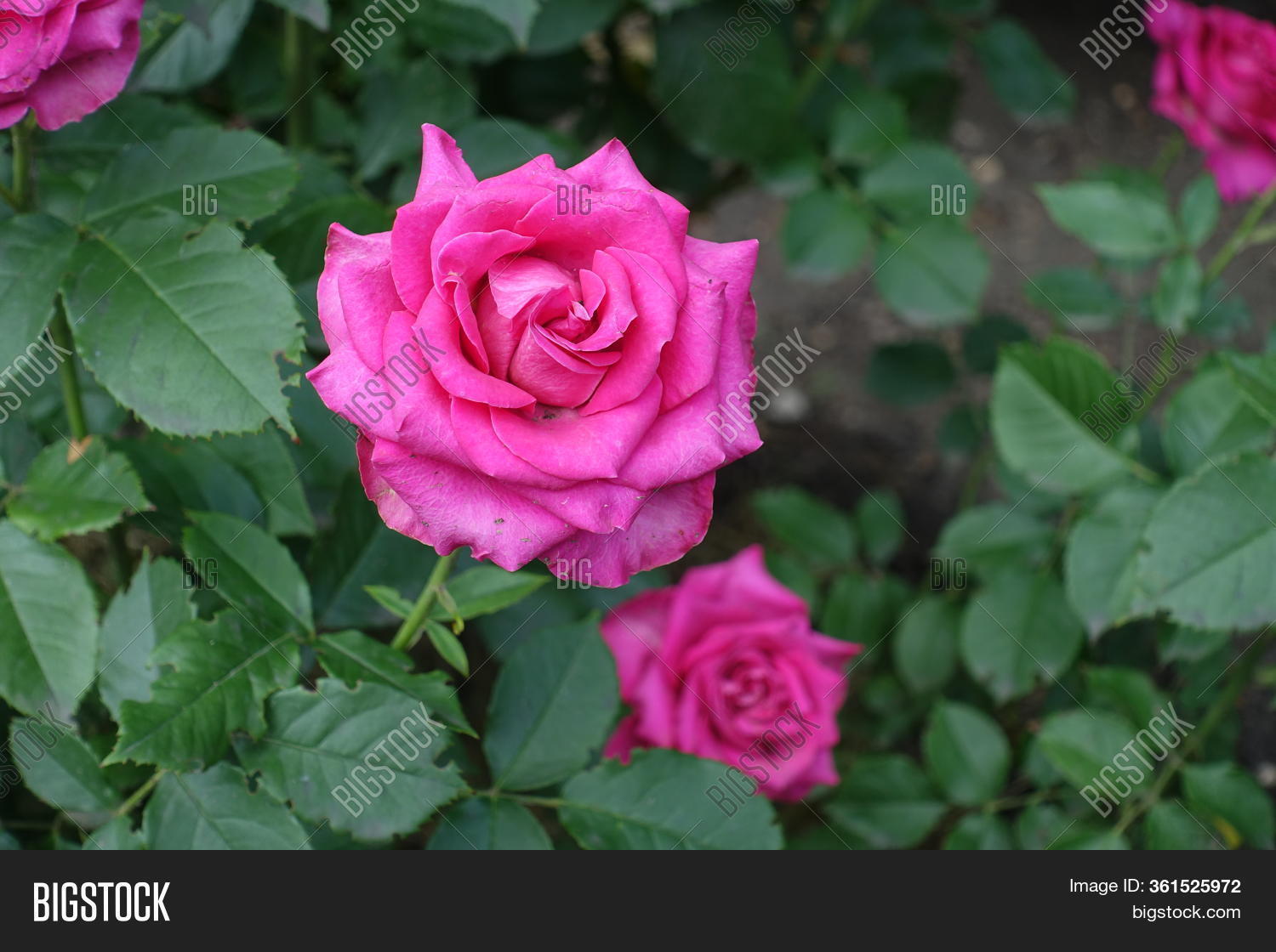 Bright Magenta Colored Image & Photo (Free Trial) | Bigstock