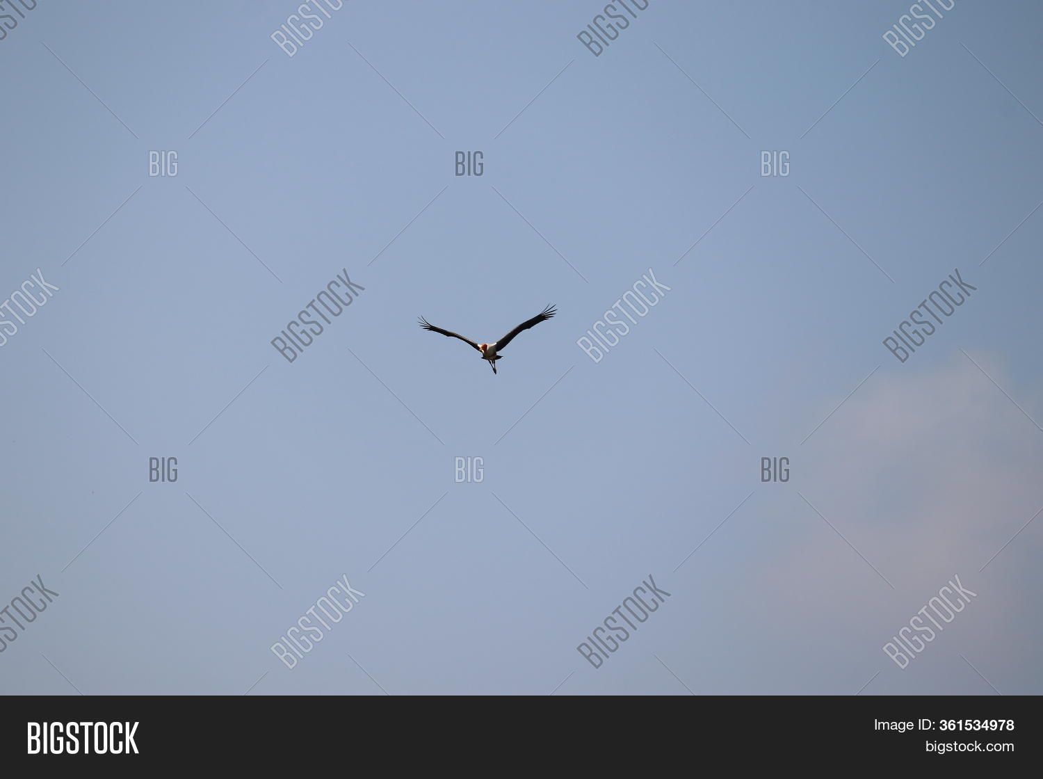 Front View Single Image & Photo (Free Trial) | Bigstock