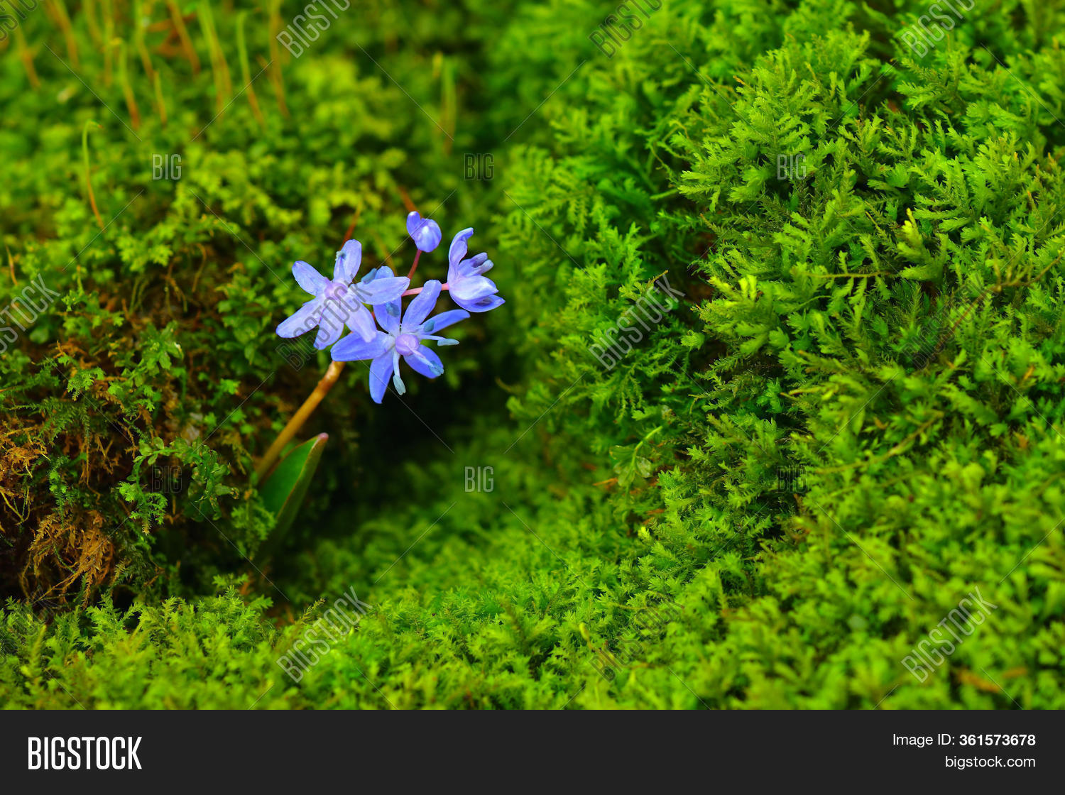 Wild Scilla Flower Image & Photo (Free Trial) | Bigstock