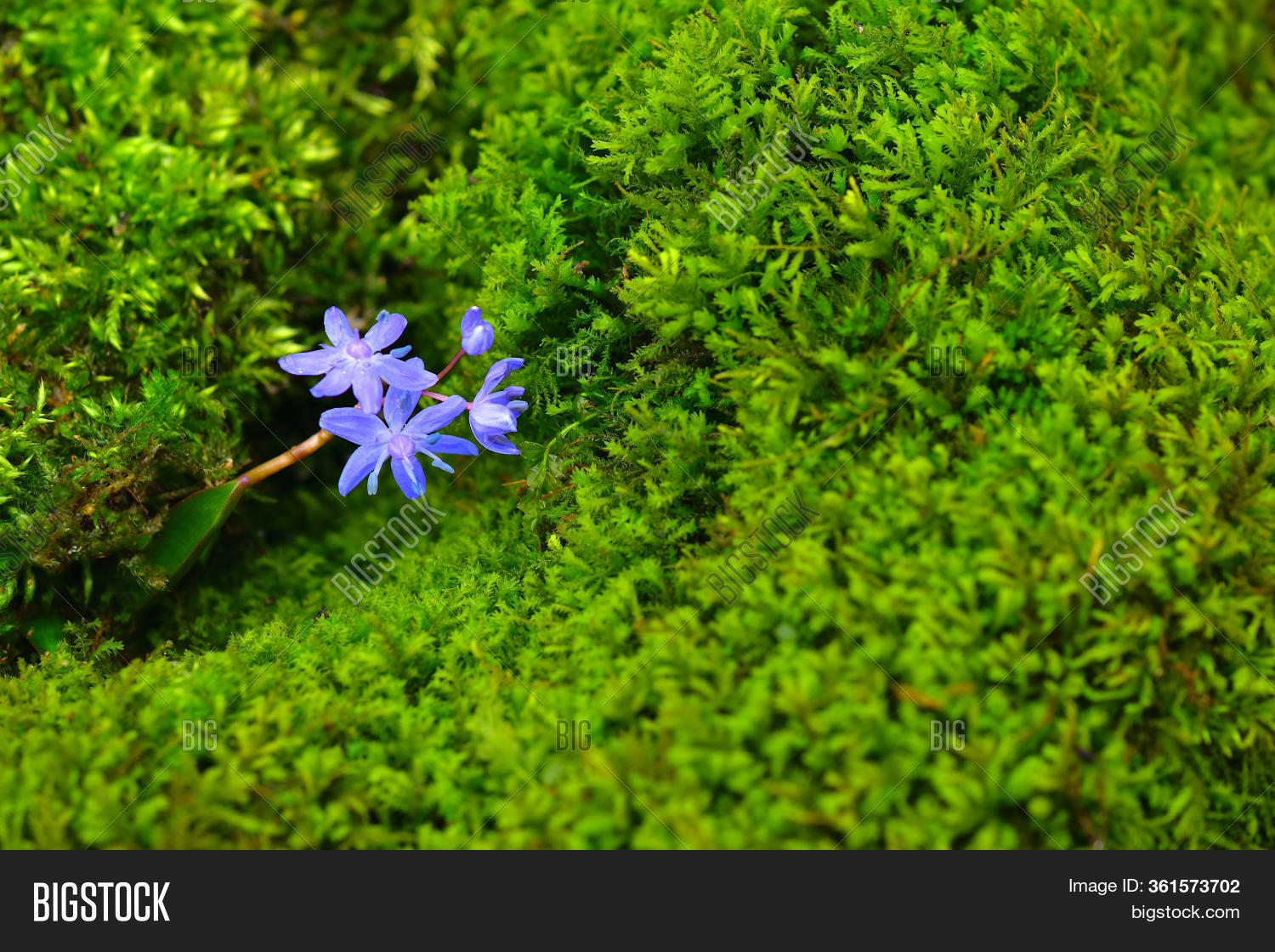 Wild Squill Flower Image & Photo (Free Trial) | Bigstock