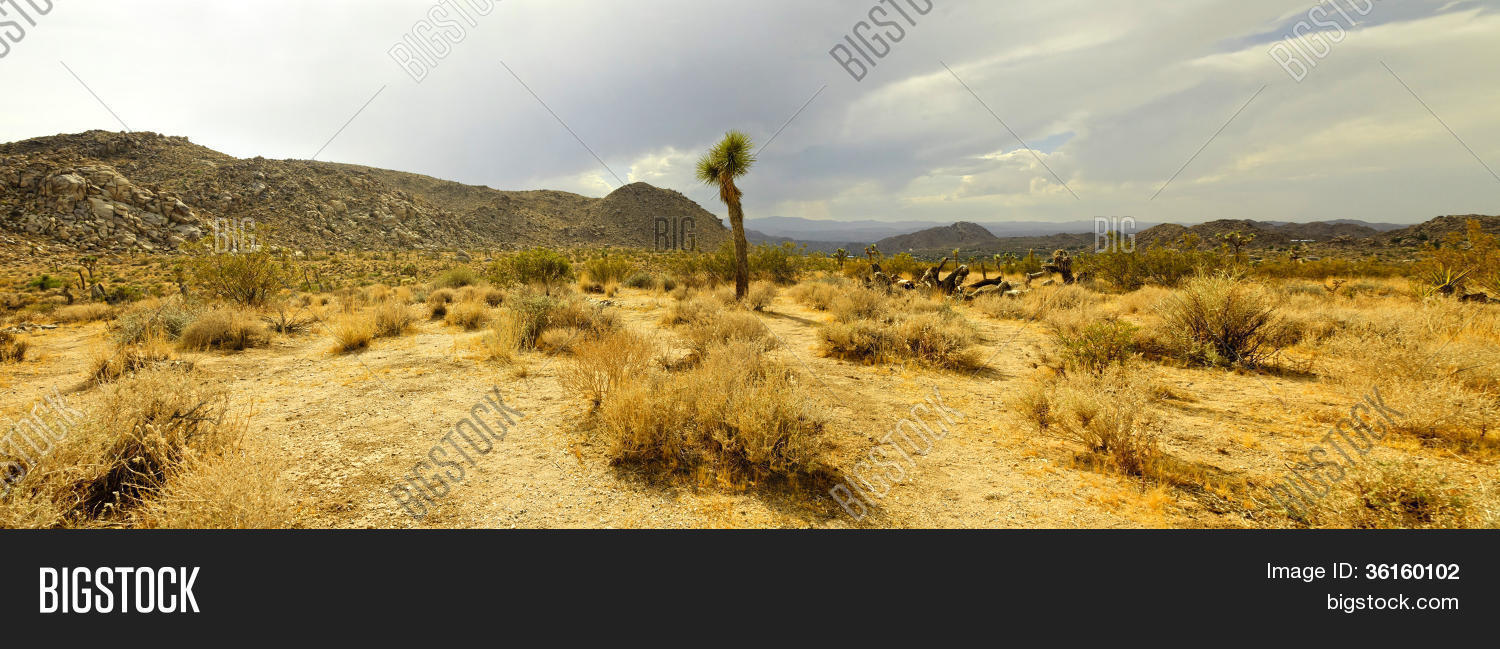 Panoramic Photo Joshua Image & Photo (Free Trial) | Bigstock