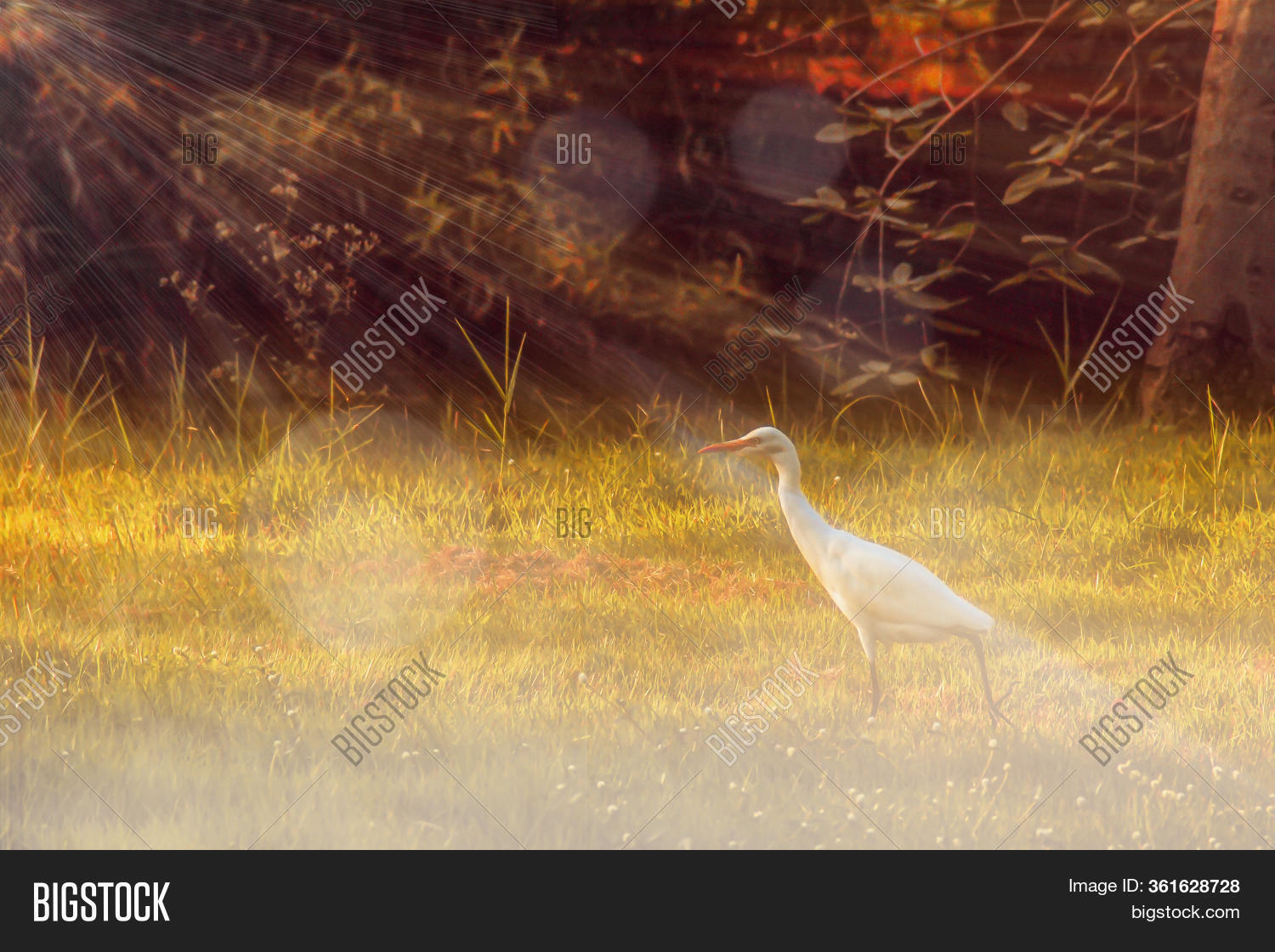 Unclear Photo Cover Image & Photo (Free Trial) | Bigstock