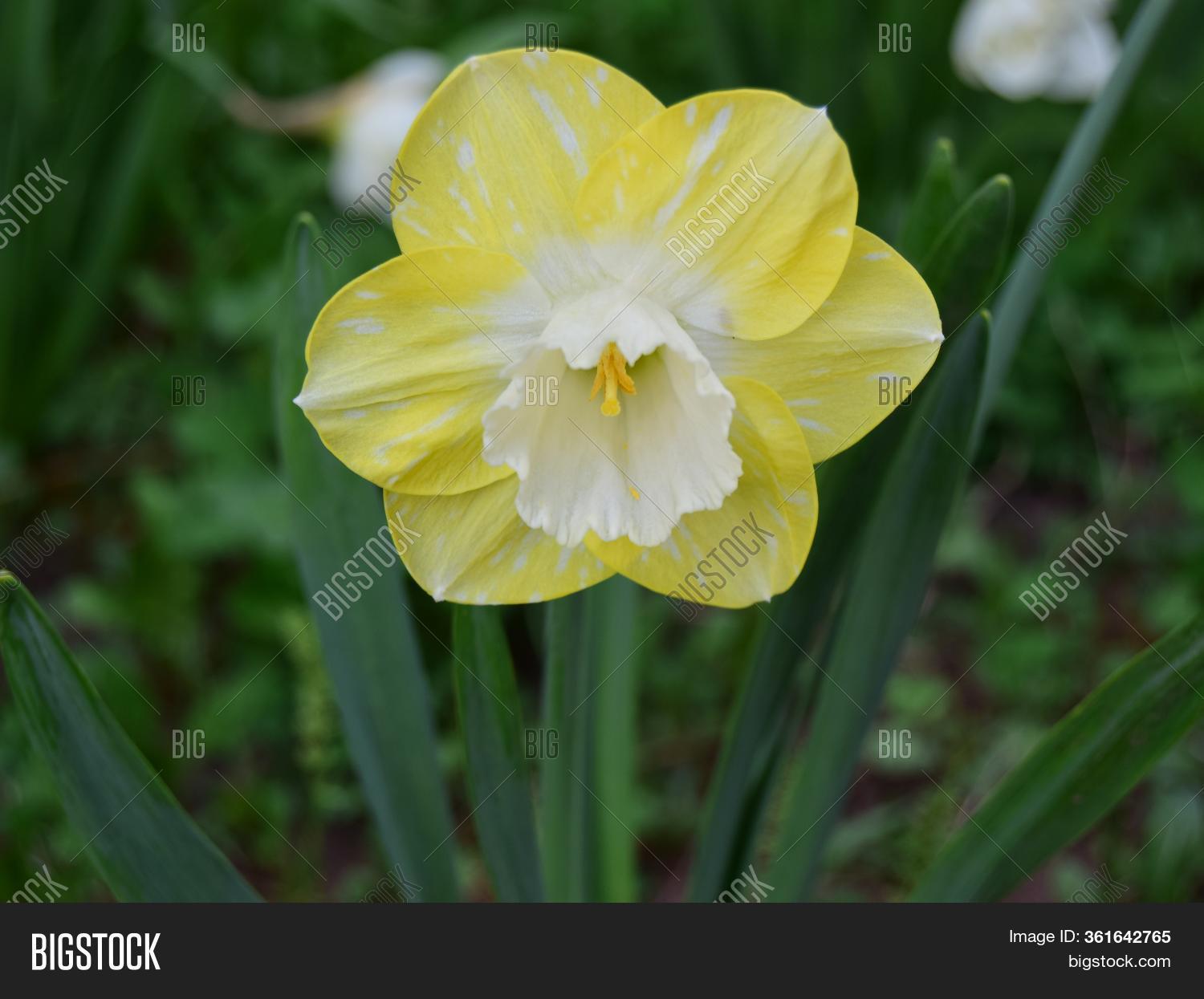 One Yellow Narcissus Image & Photo (Free Trial) | Bigstock
