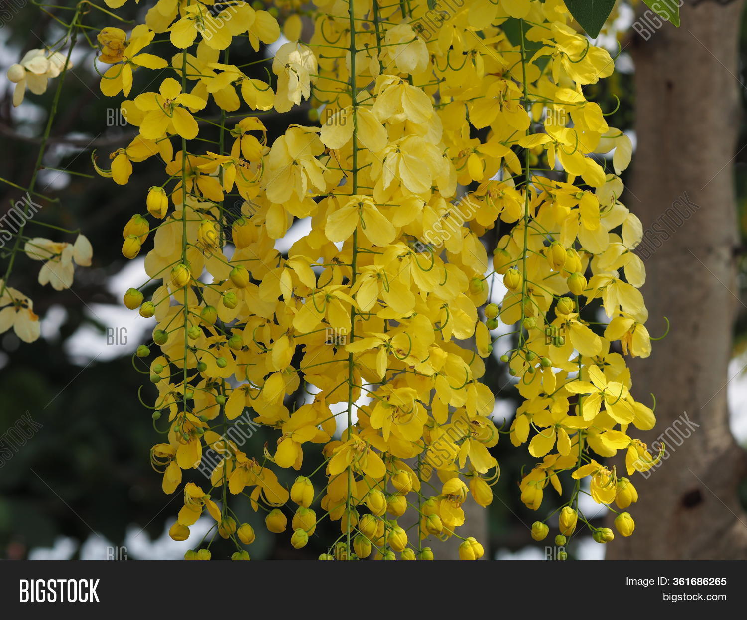 Golden Shower Tree, Image & Photo (Free Trial) | Bigstock