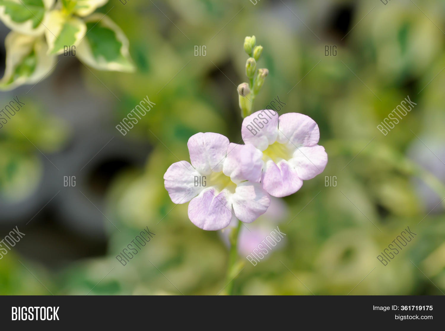 Ganges Primrose, Image & Photo (Free Trial) | Bigstock