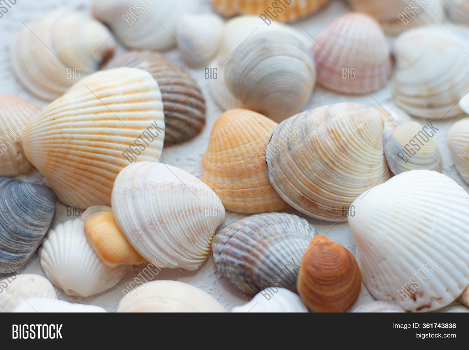 Shells On Light Image & Photo (Free Trial) | Bigstock