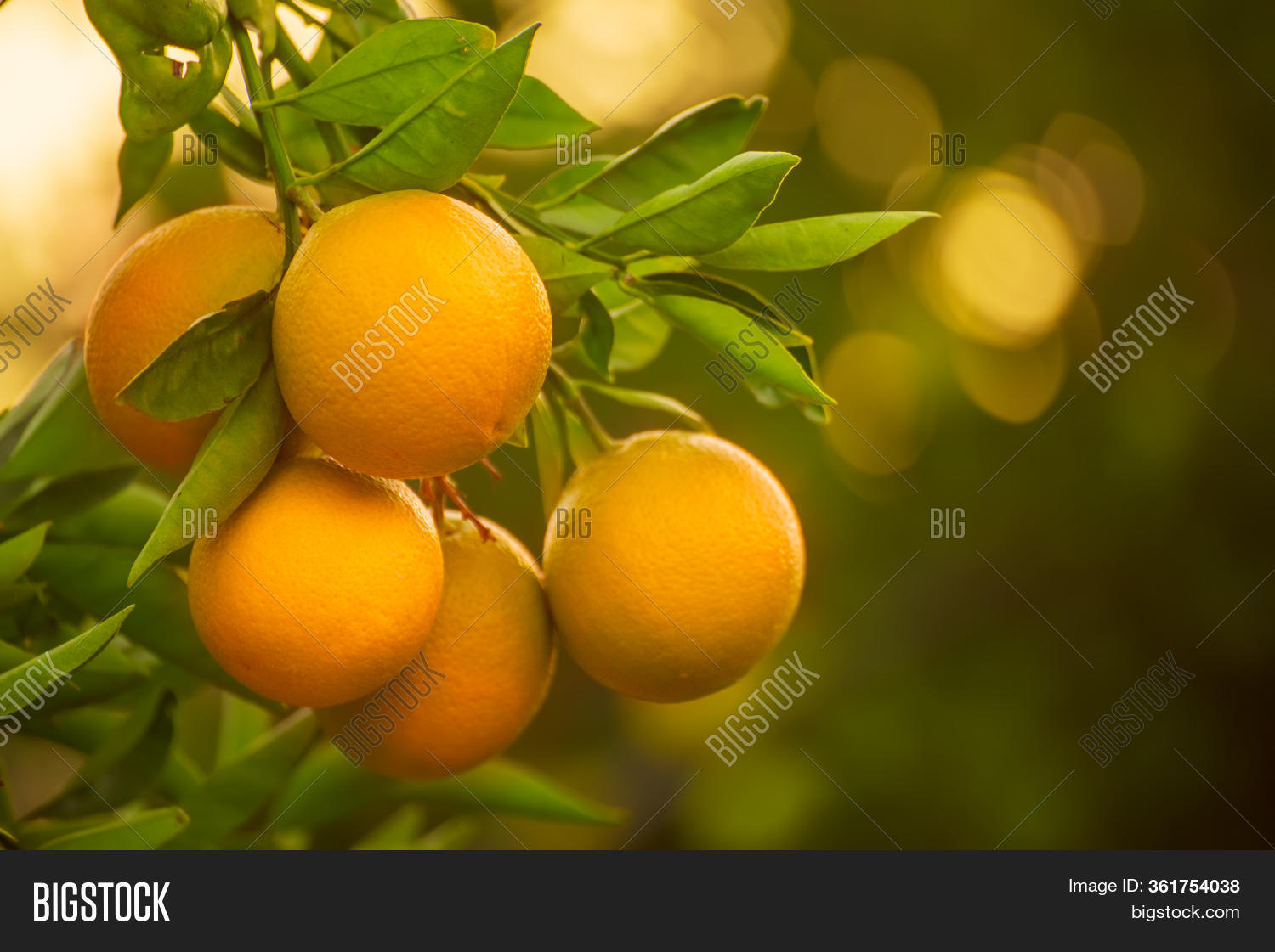 Orange Garden Ripening Image & Photo (Free Trial) | Bigstock