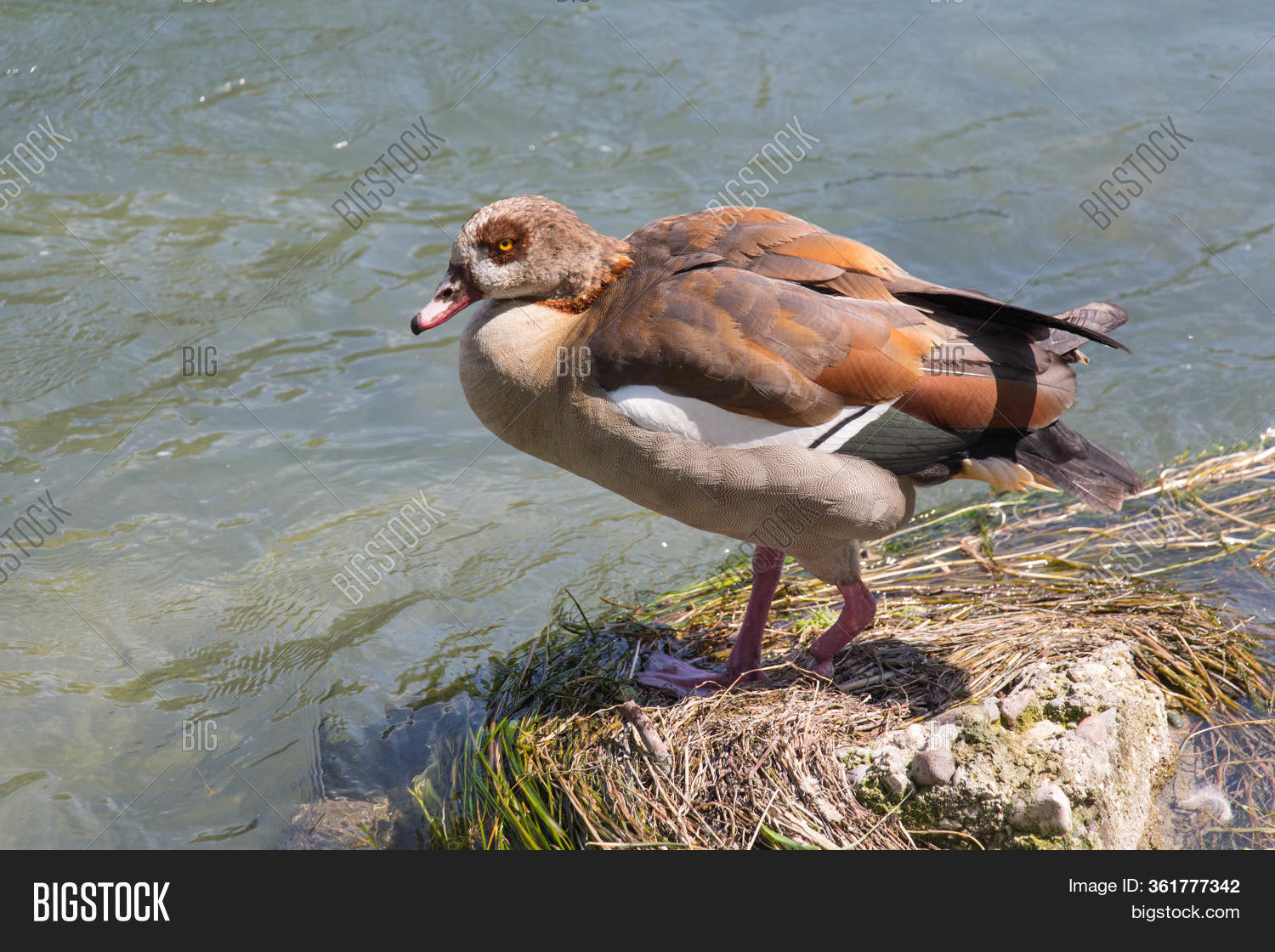 View Egyptian Goose Image & Photo (Free Trial) | Bigstock