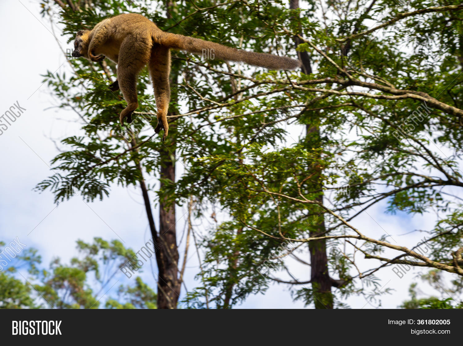 Lemurs Rain Forest On Image & Photo (Free Trial) | Bigstock