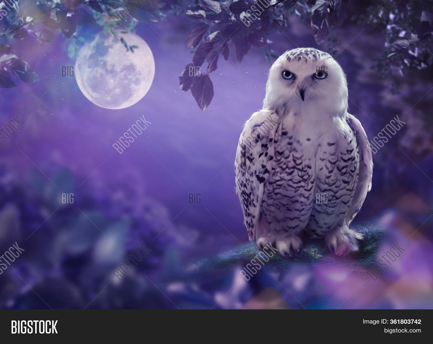 White Owl Night Image & Photo (Free Trial) | Bigstock