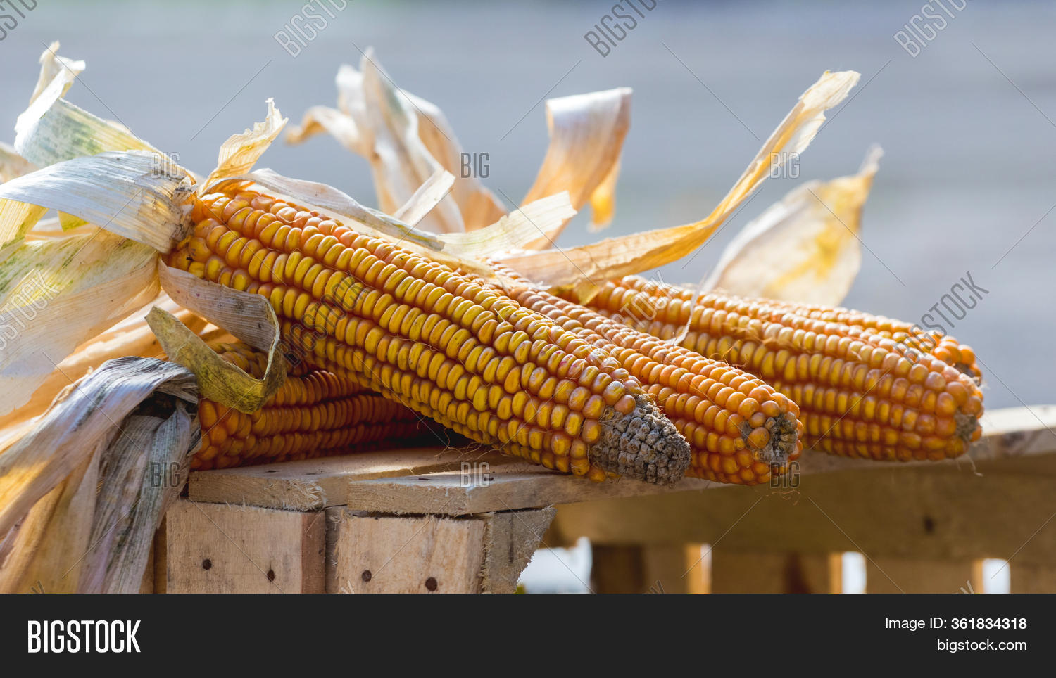 Corn Cobs On Blurred Image & Photo (Free Trial) | Bigstock