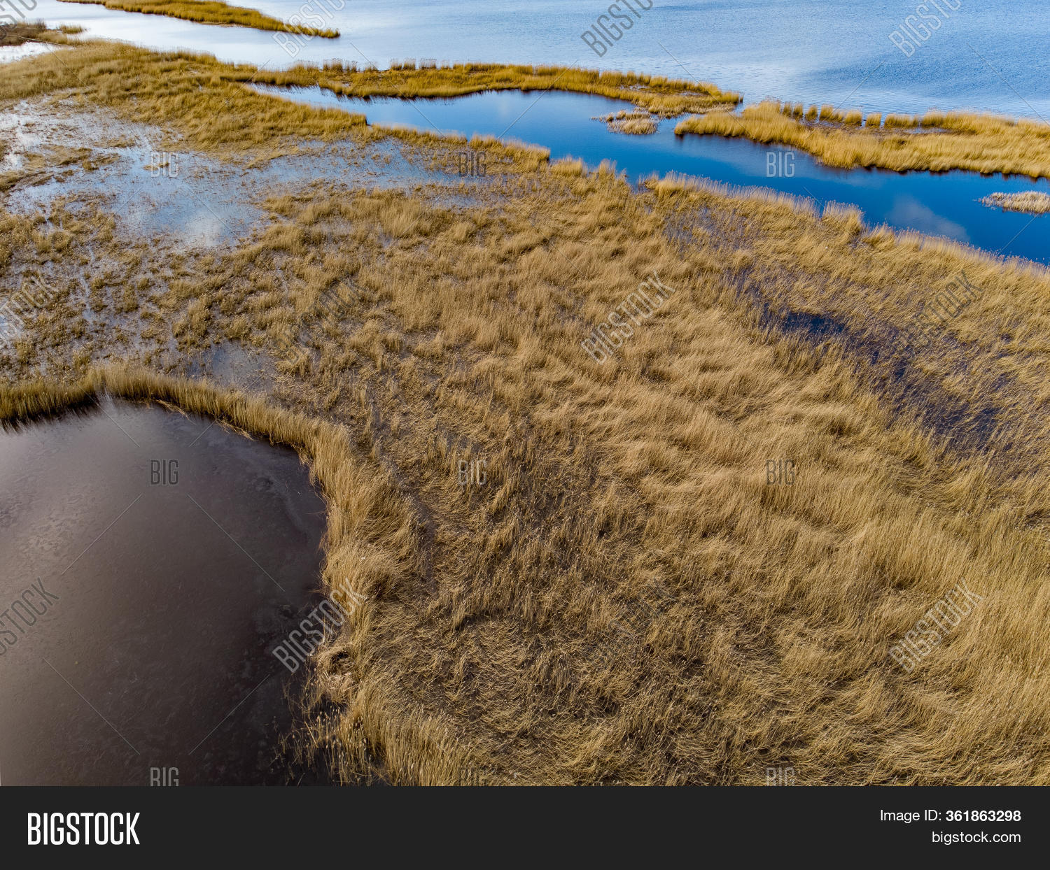 Seaweed Grass Reed Image & Photo (Free Trial) | Bigstock