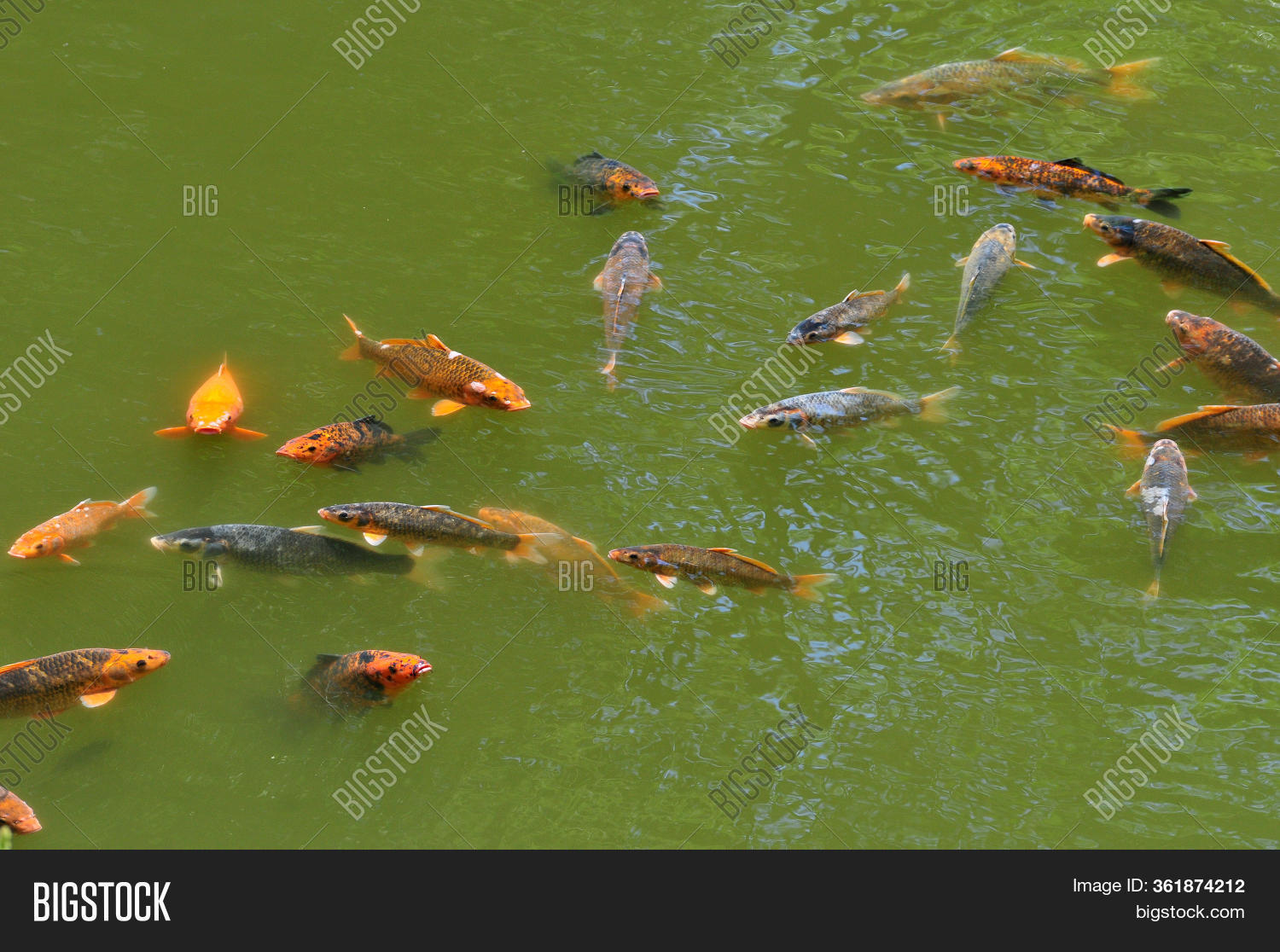 Koi More Specifically Image & Photo (Free Trial) | Bigstock
