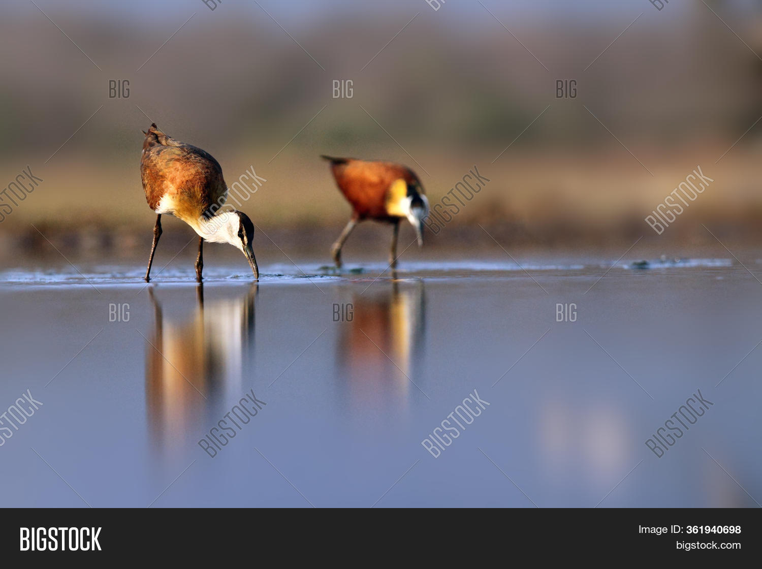 African Jacana ( Image & Photo (Free Trial) | Bigstock