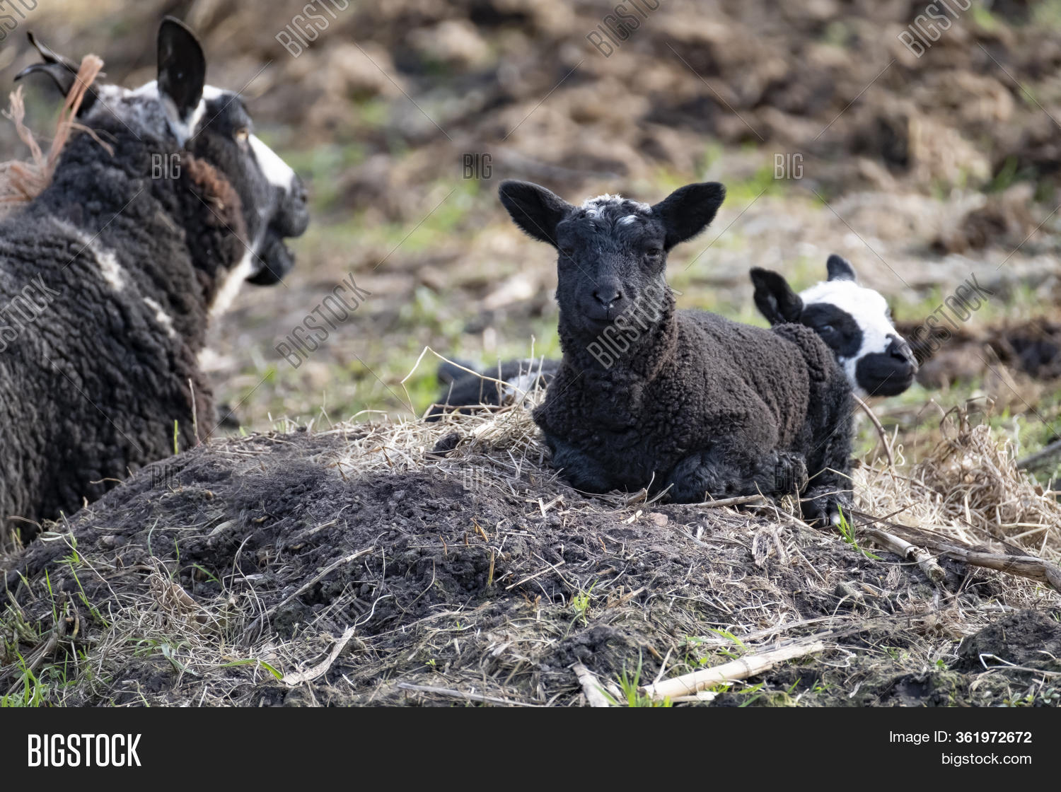 Young Black Sheep, Image & Photo (Free Trial) | Bigstock