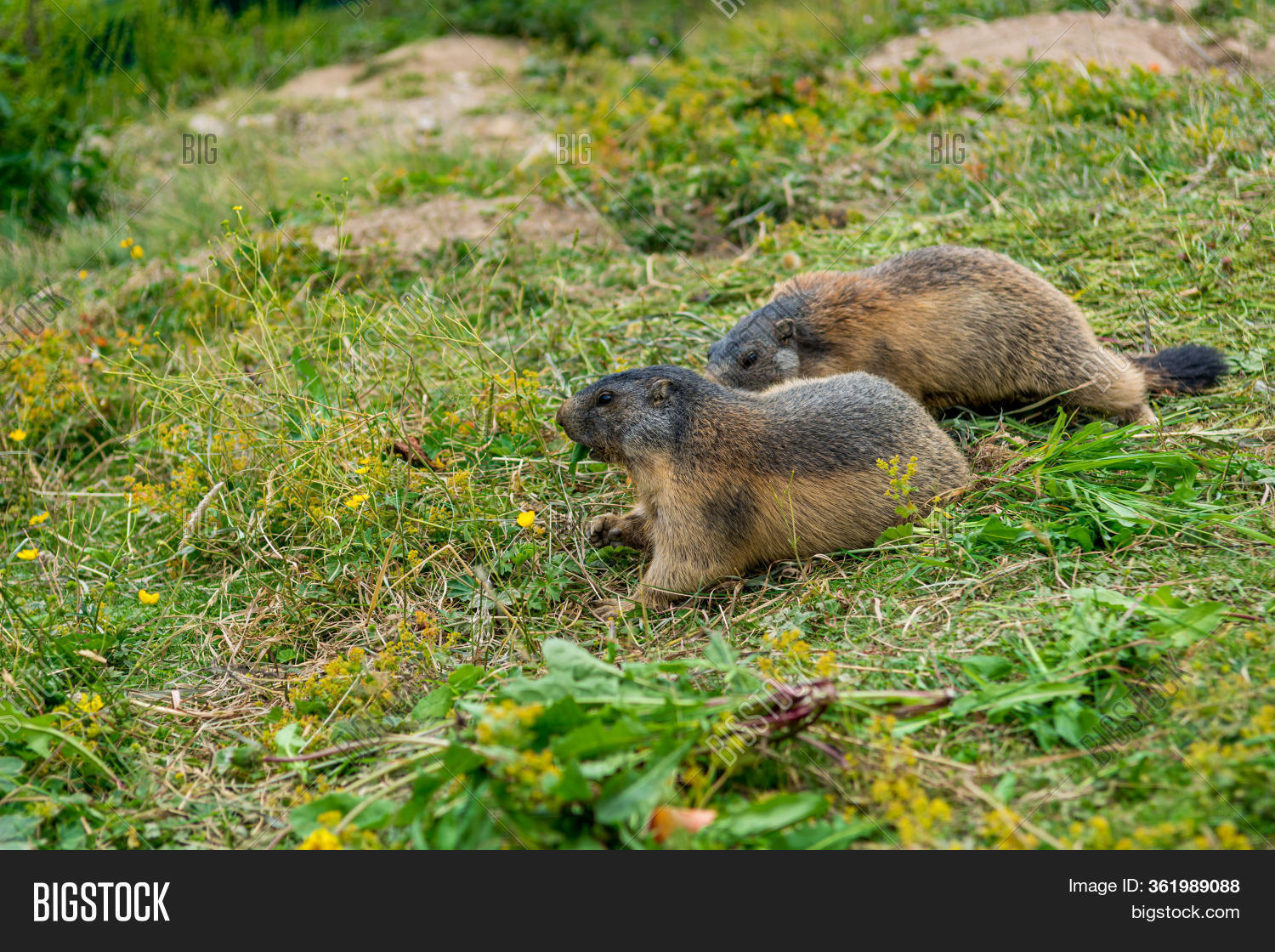 Pair Wild Marmots Image & Photo (Free Trial) | Bigstock