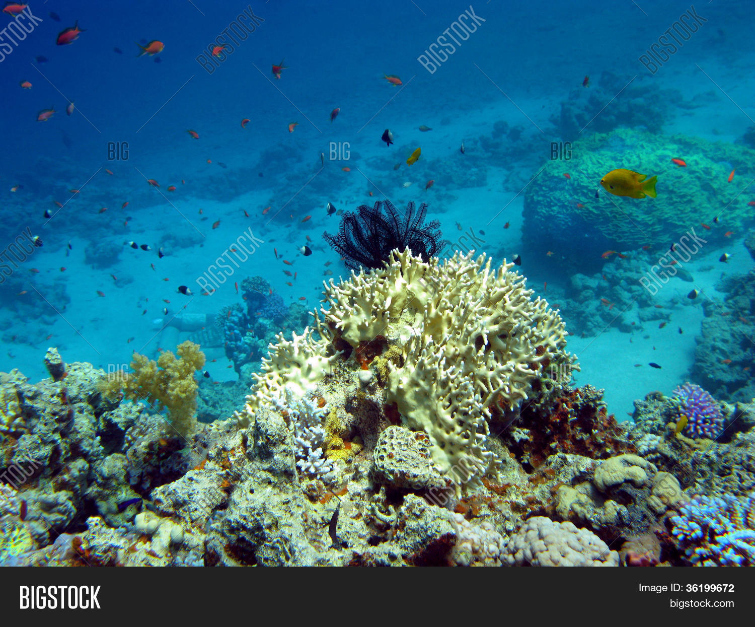 Coral Reef Hard Soft Image & Photo (Free Trial) | Bigstock