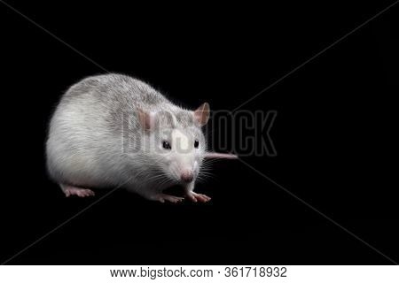 Gray Rat Isolated On Image & Photo (Free Trial) | Bigstock