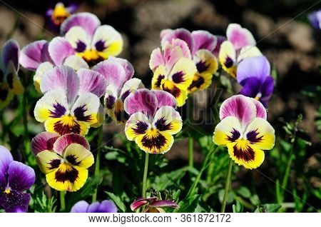 Viola Is A Genus Of Flowering Plants In The Violet Family Violaceae ...