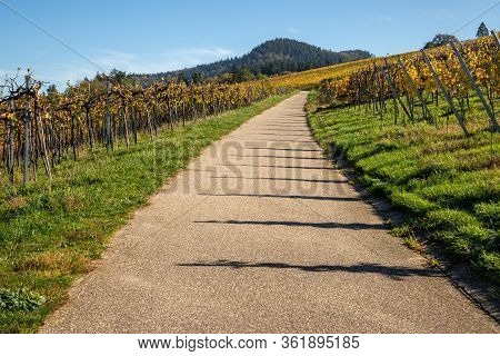 Varnhalt Vineyard Image & Photo (Free Trial) | Bigstock