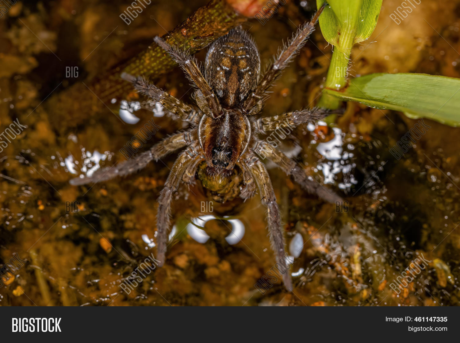 Aquatic Wolf Spider Image & Photo (Free Trial) | Bigstock