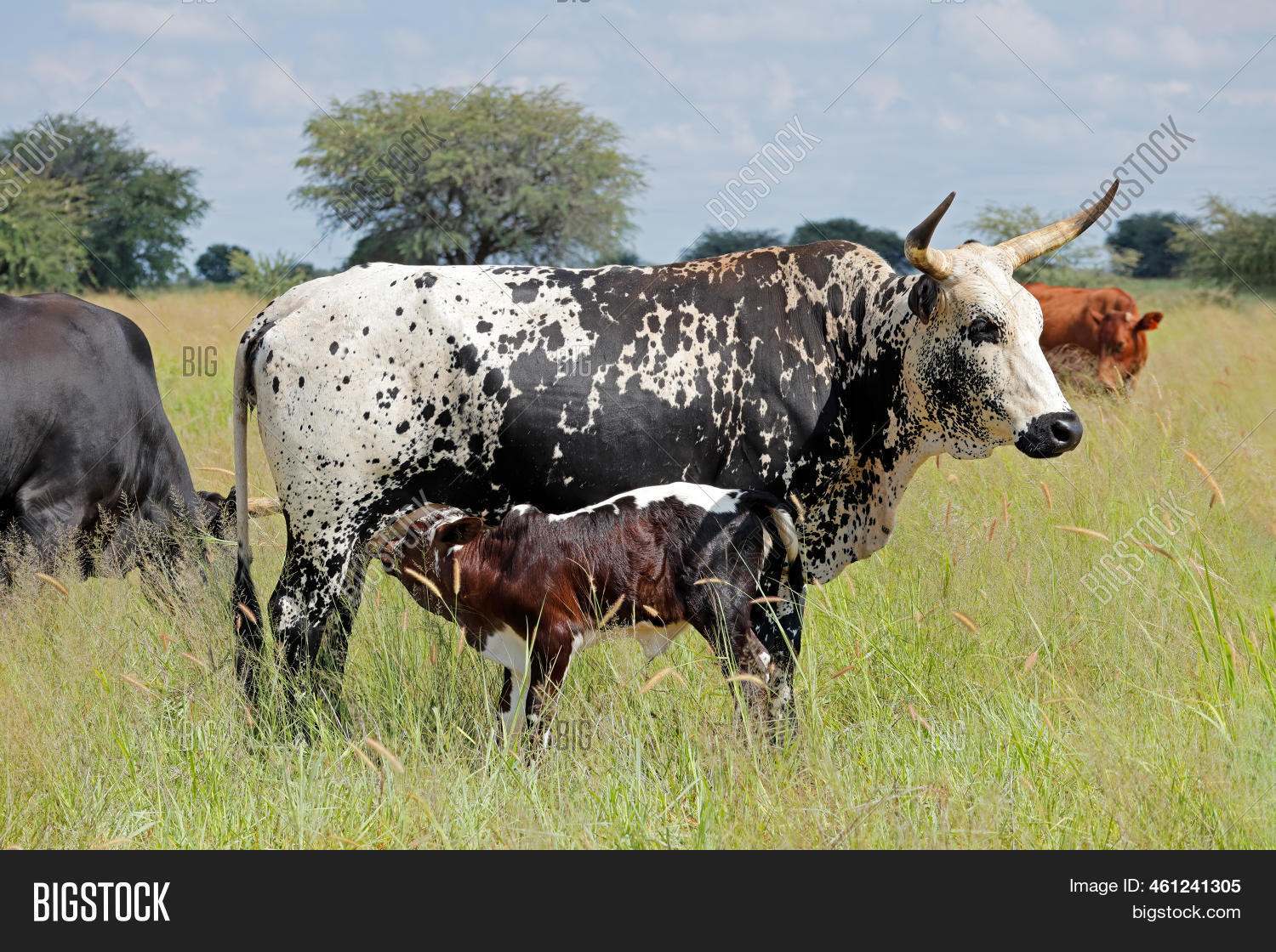 Nguni Cow - Indigenous Image & Photo (Free Trial) | Bigstock