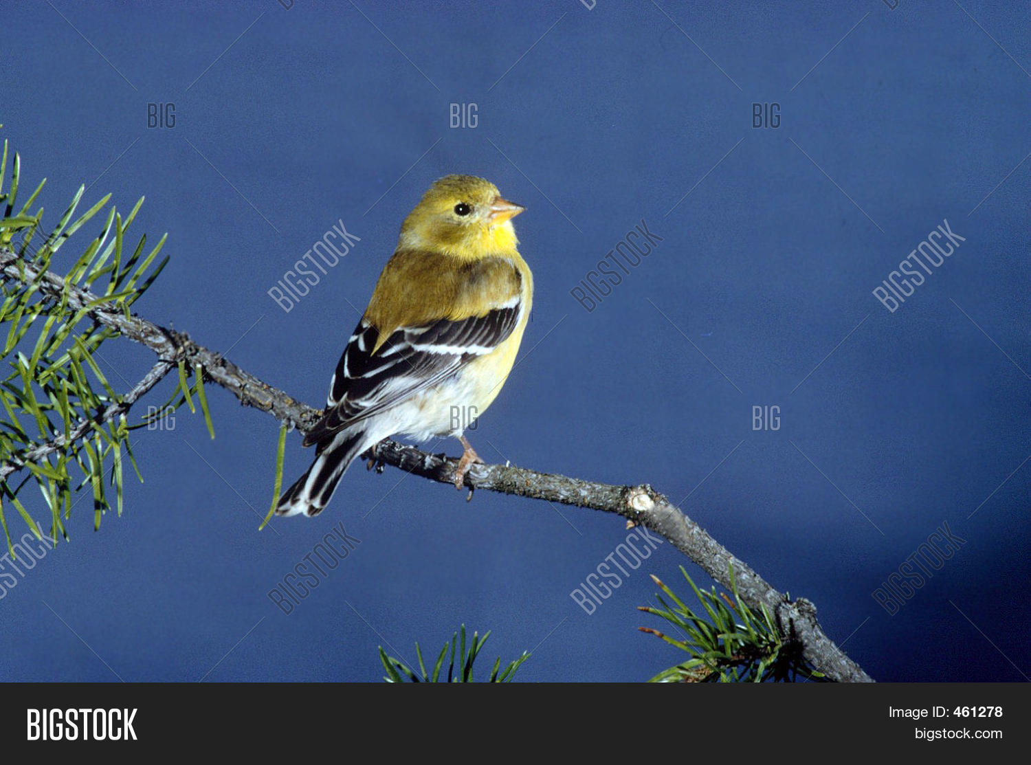 Baby Goldfinch Image & Photo (Free Trial) | Bigstock