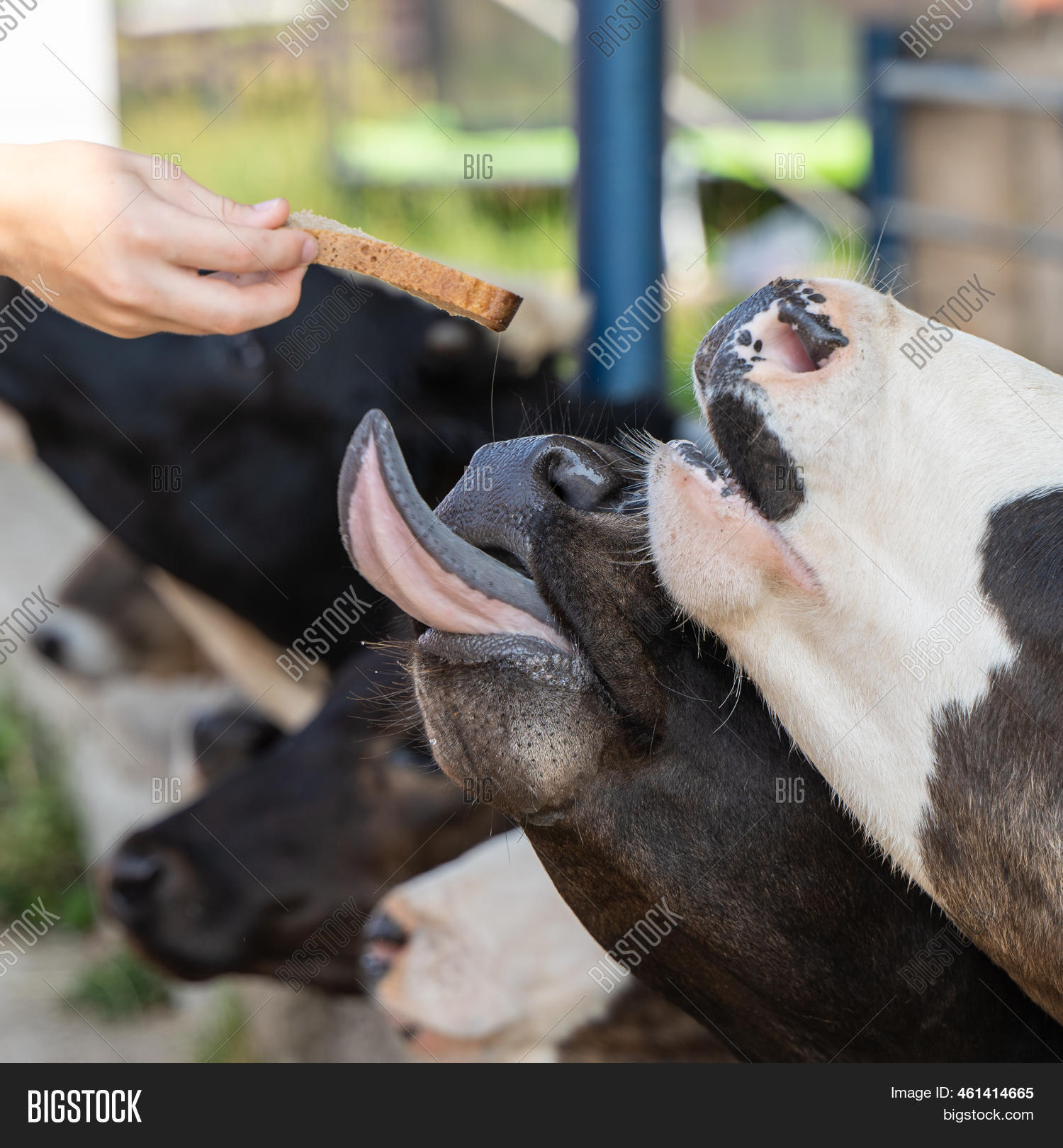 Feed Calves Black Image & Photo (Free Trial) | Bigstock