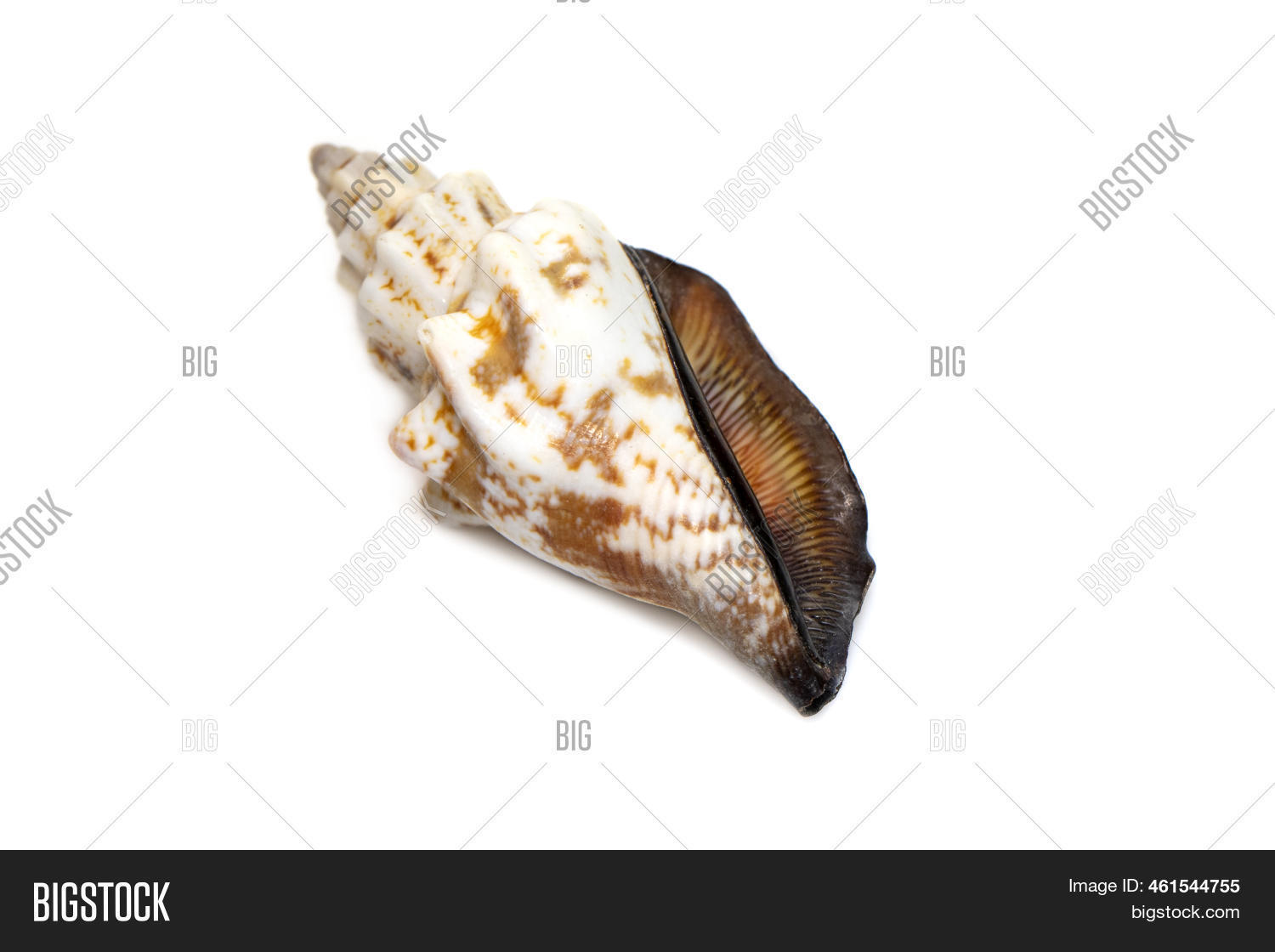 Image Canarium Urceus Image & Photo (Free Trial) | Bigstock
